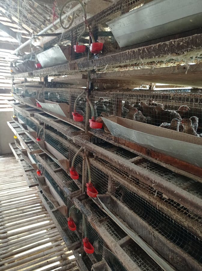Quail Laying Cage, Traditional Bamboo Cage Rack for Quail Eggs on the ...