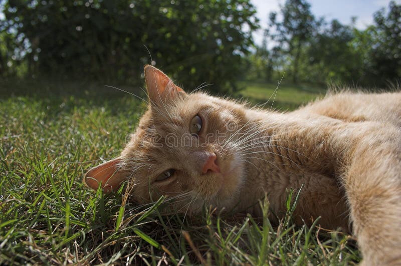 Laying cat stock photo. Image of looking, look, pets, hair - 593112