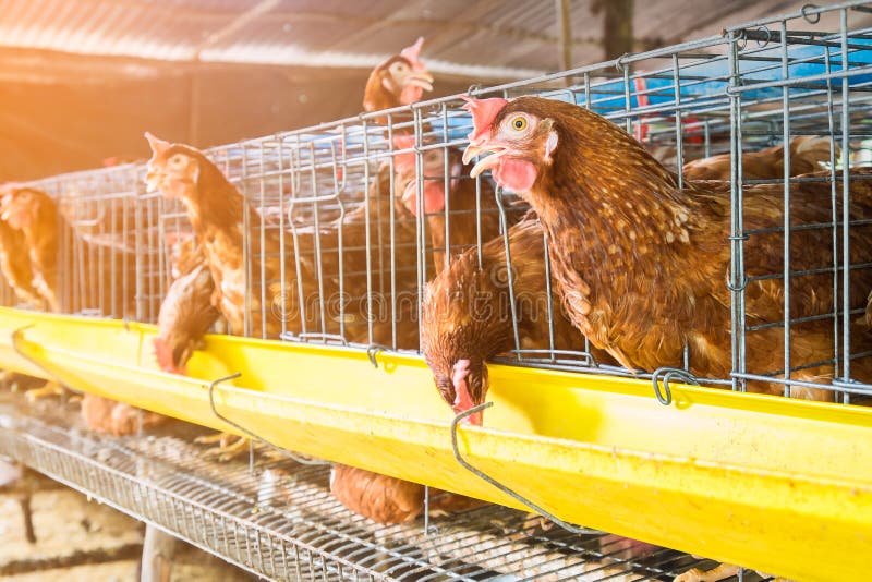 Laying chicken stock image. Image of eggs, hens, organic - 77488655