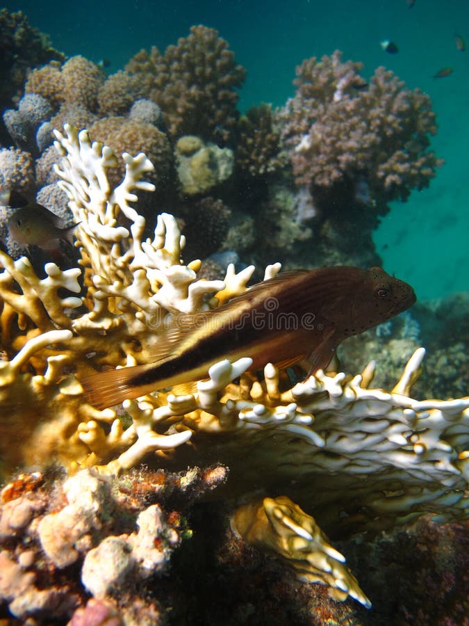 Laying on the Coral stock photo. Image of life, coral - 27241568