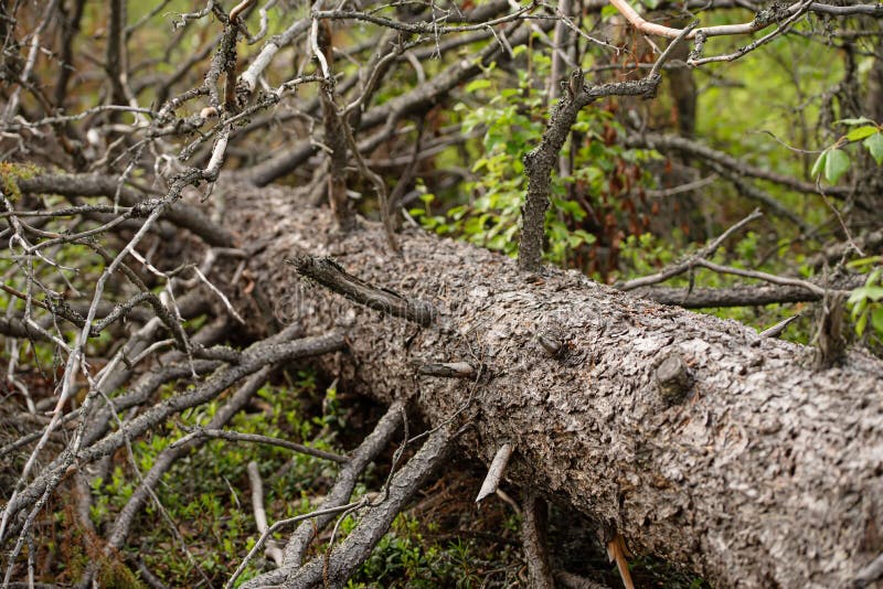 Laying Cut Down Pine Trunk with Branches in the Forest Stock Image ...