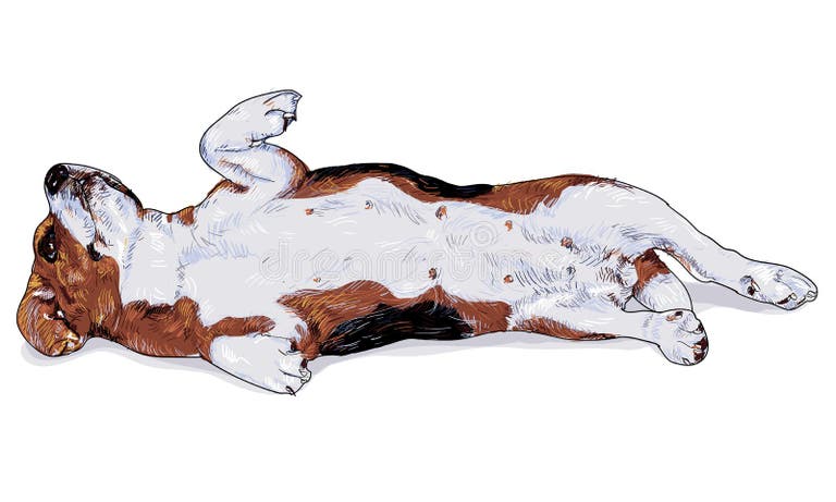 Beagle Dog Laying Down Stock Illustrations – 27 Beagle Dog Laying Down ...