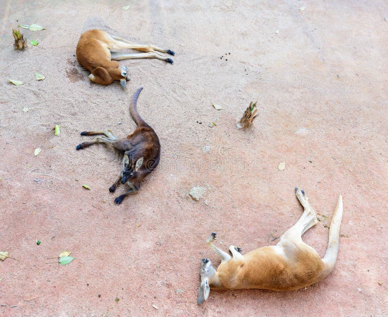 Laying down kangaroo stock image. Image of australia - 69177547