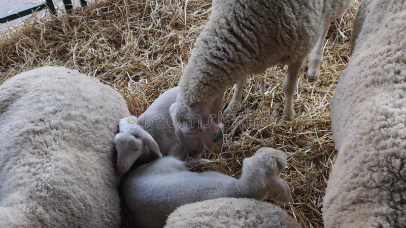 Laying Down Sheep pan stock video. Video of 2021, weather - 302244105