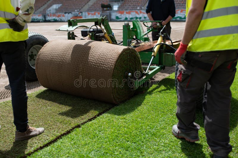 Laying Grass in a Roll on a Football Field Editorial Stock Image ...
