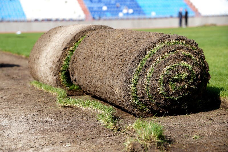 Laying of a Grass Rolled Lawn at Stadium Stock Photo - Image of leaving ...
