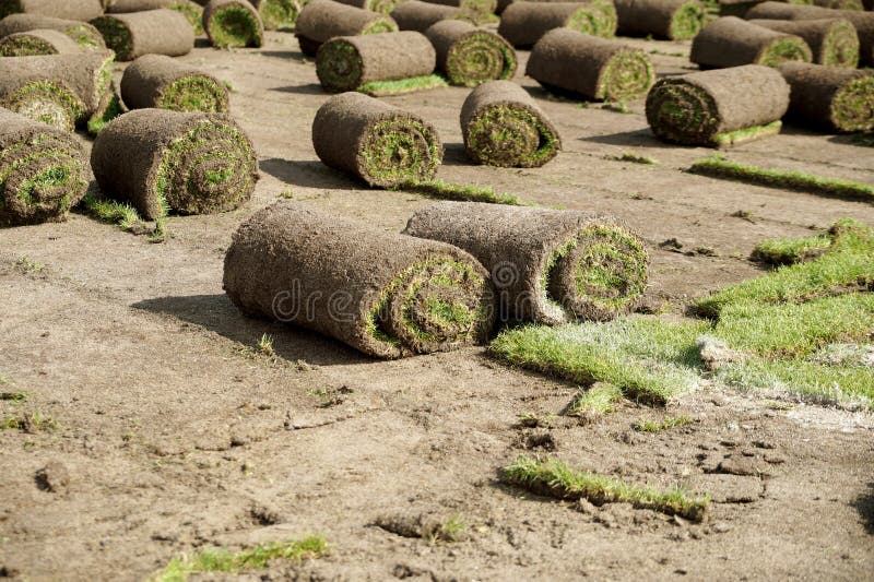 Laying of a Grass Rolled Lawn at Stadium Stock Image - Image of evenly ...