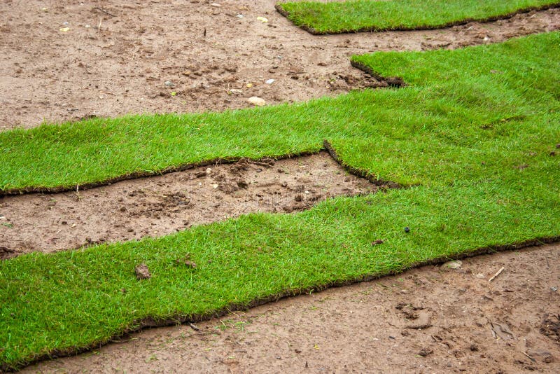 Laying green turf stock image. Image of grass, gardens - 206920931