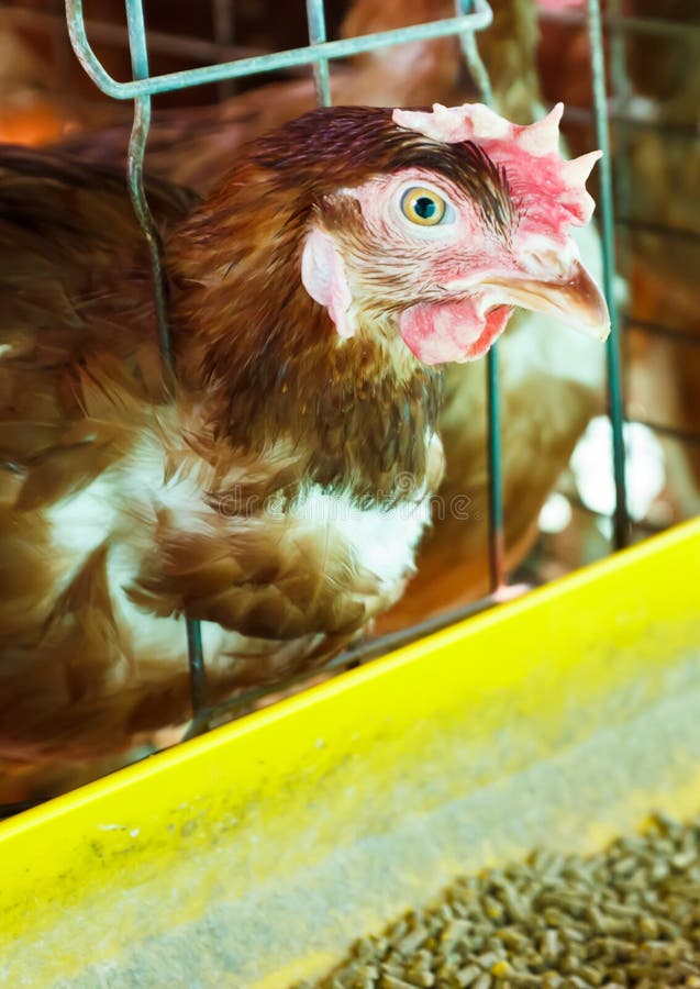 Laying hen stock image. Image of food, chick, chicken - 48832469