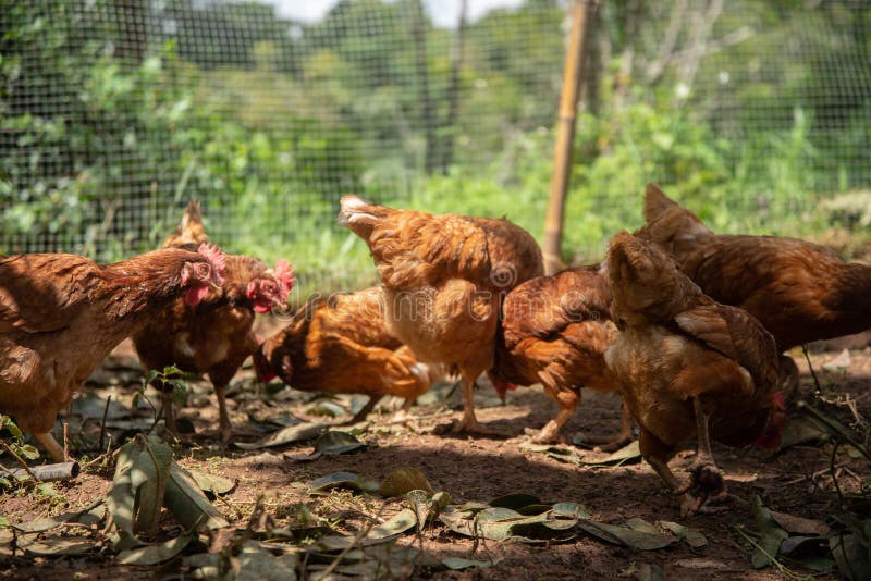 Laying hen stock image. Image of house, farming, farmer - 164147921