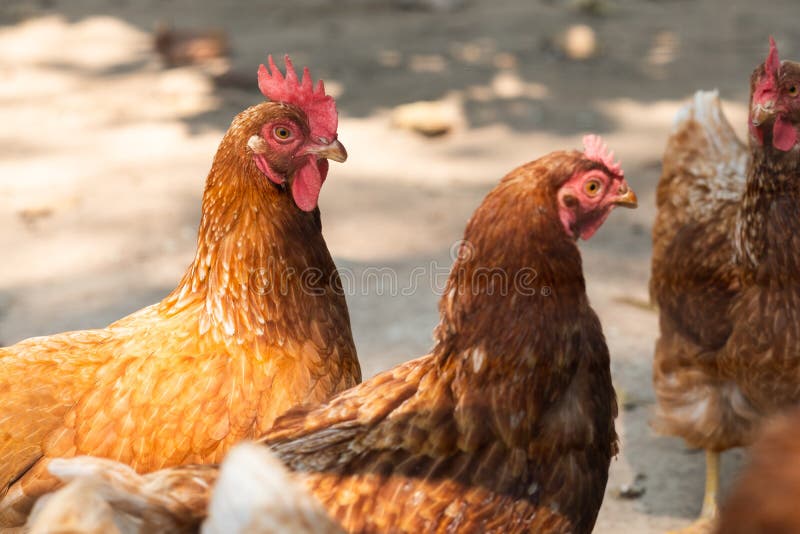 Laying hen stock photo. Image of livestock, animal, hobby - 176992654