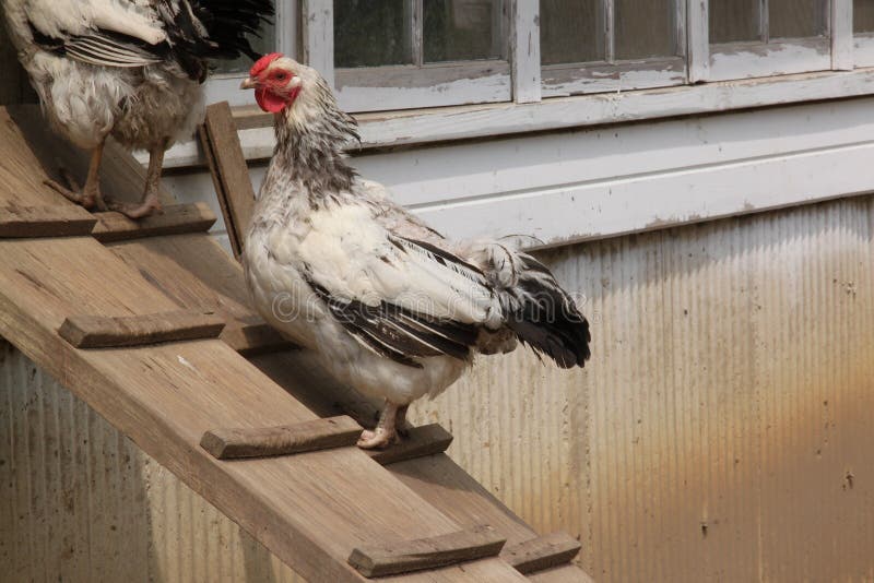 A Laying Hen on Its Way into the Chicken Coop Stock Image - Image of ...