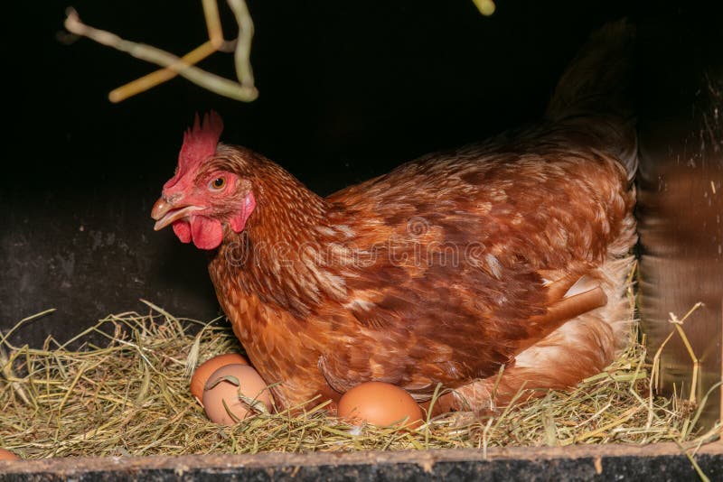 Laying hen in a nest box stock image. Image of freedom - 203770881