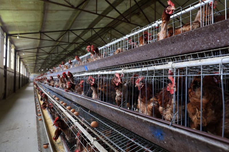 Laying Hens in Cages in a Farm, North China Stock Photo - Image of ...