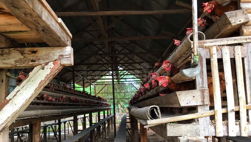 Laying hens farm stock image. Image of laying, ends - 201028329