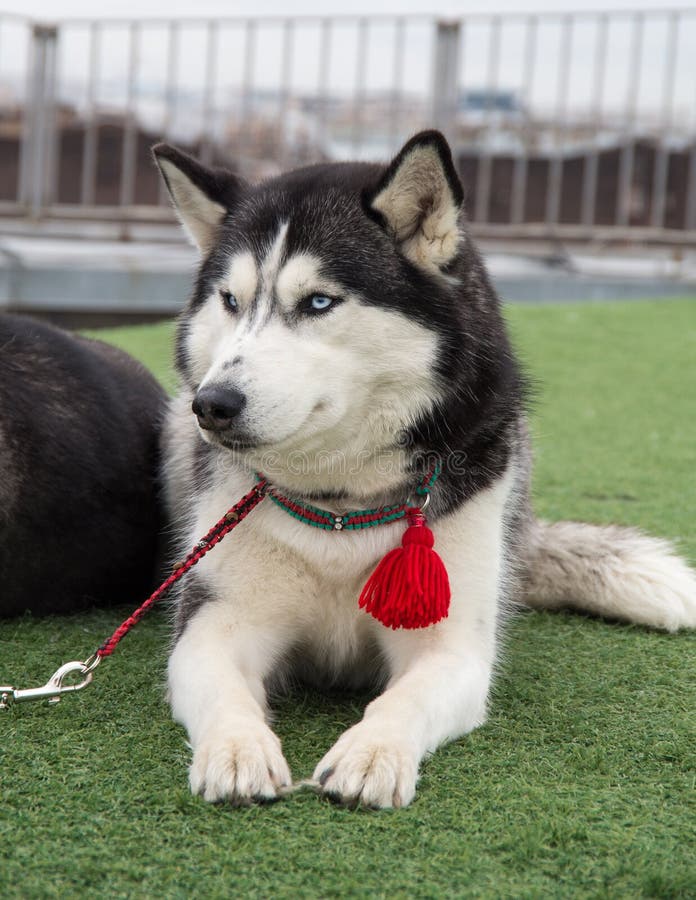 Laying husky stock image. Image of serious, ground, exhibition - 92196457