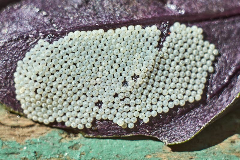 Laying Insect Eggs on a Basil Leaf Stock Image - Image of arthropod ...