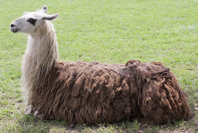 Llama Laying in the Hay Smiling Stock Photo - Image of fuzzy, grass ...
