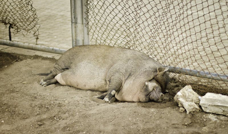 Laying pig stock image. Image of park, travel, huge, street - 46862447