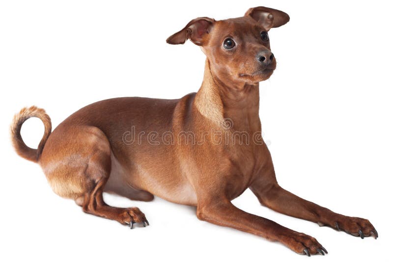 Two Miniature Pinschers stock image. Image of breed, adore - 12973179
