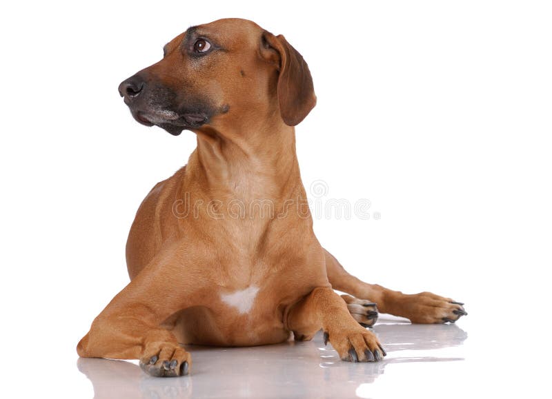 Laying Rhodesian Ridgeback stock image. Image of shorthair - 13225059