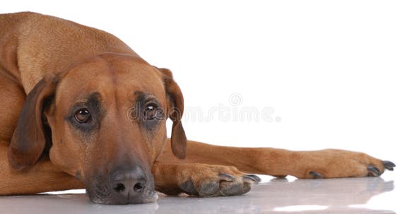 Laying Rhodesian Ridgeback stock photo. Image of shorthair - 13225086