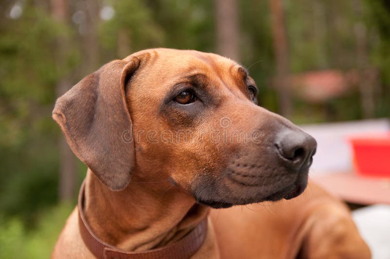 Laying Rhodesian Ridgeback stock image. Image of face - 14706505