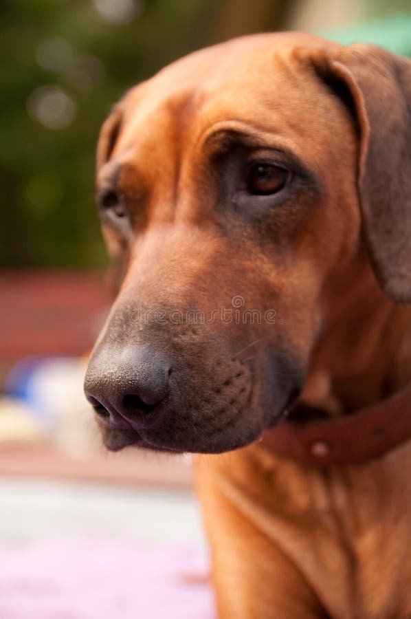 Laying Rhodesian Ridgeback stock photo. Image of pedigree - 15072104
