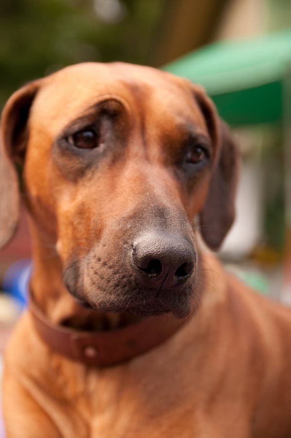 Laying Rhodesian Ridgeback stock photo. Image of nose - 15072130