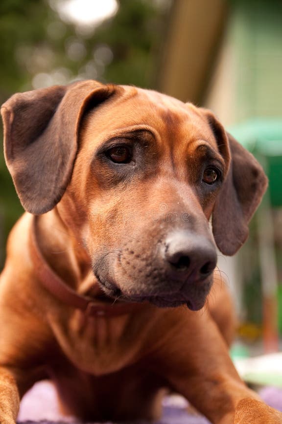 Laying Rhodesian Ridgeback stock image. Image of noble - 15072143
