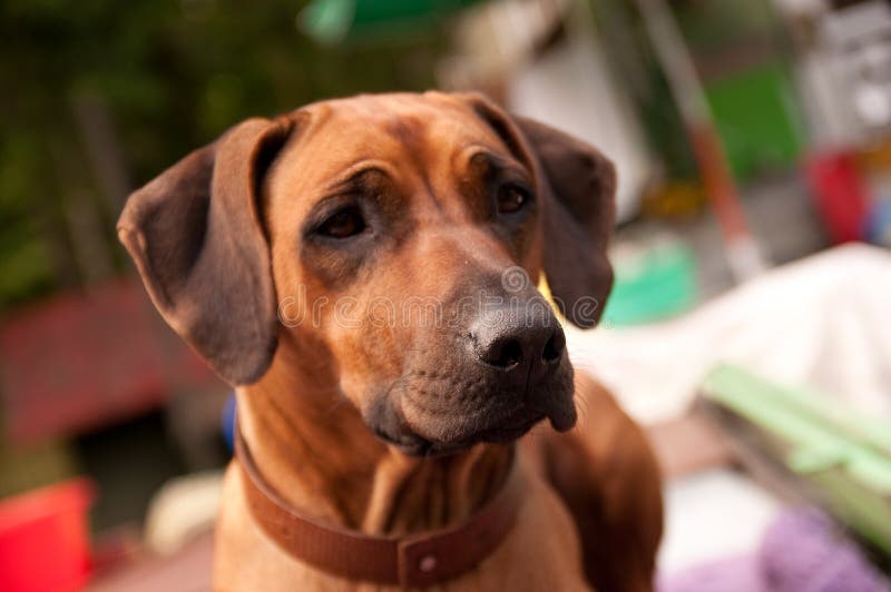 Laying Rhodesian Ridgeback stock image. Image of portrait - 15072159