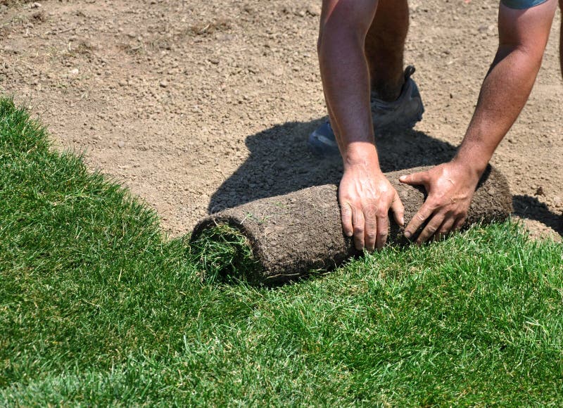 Laying sod stock photo. Image of landscaping, material - 20261224