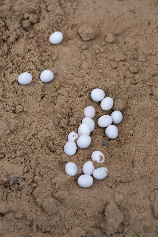 Laying of Soft White Lizard Eggs in the Sand Stock Image - Image of ...