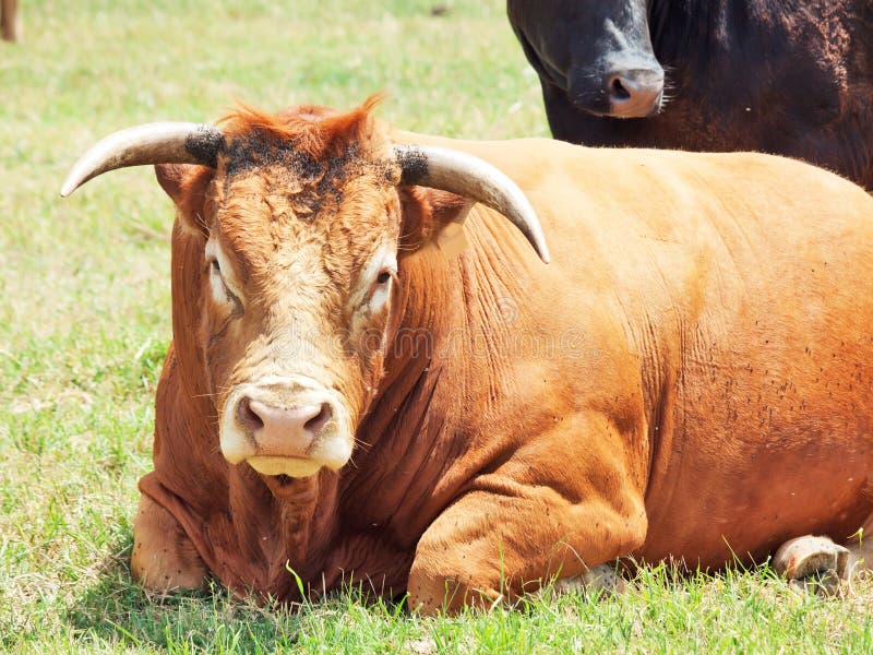 Laying Spanish Milk Bull. Spain Stock Photo - Image of yellow ...