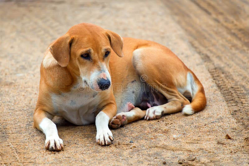 Laying stray dog stock image. Image of hungry, mutt, portrait - 36757051
