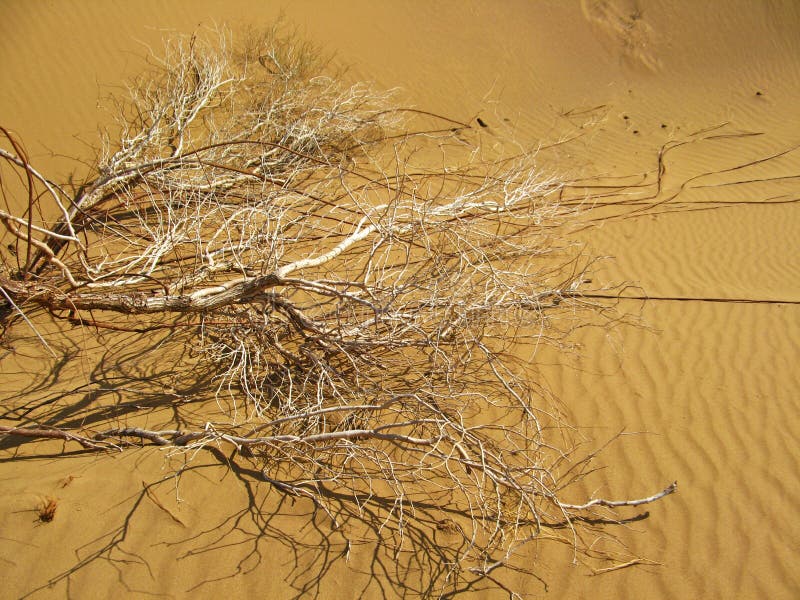 A Dry Shrub Laying on Sand of Desert Stock Photo - Image of wildlife ...