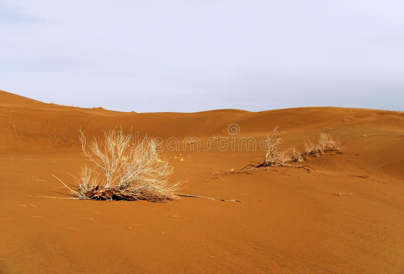 A Dry Shrub Laying on Sand of Desert Stock Image - Image of salt, tent ...