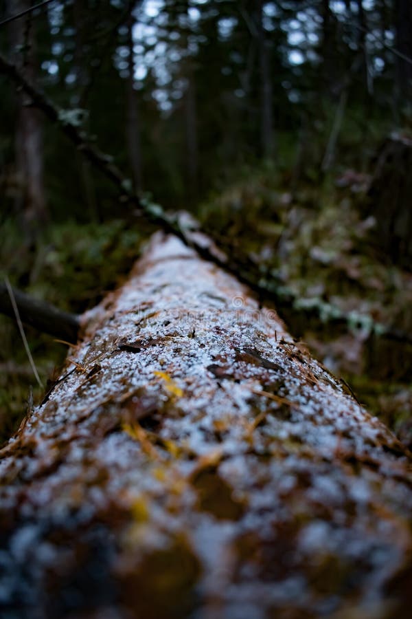Laying tree under a snow. stock photo. Image of winter - 168459244