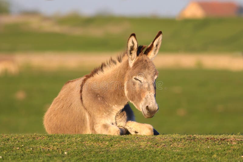Laying Wild Donkey in a Field Stock Image - Image of farm, countryside ...