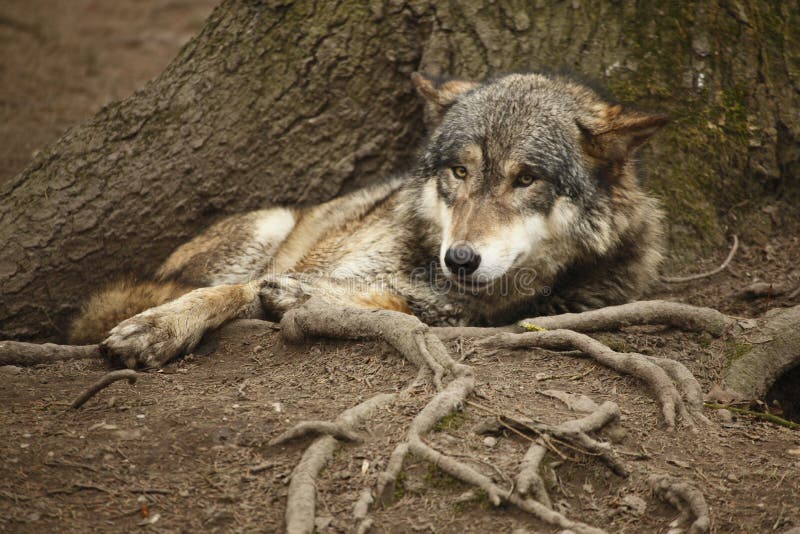 Laying wolf stock photo. Image of mammal, horizontal - 19390756