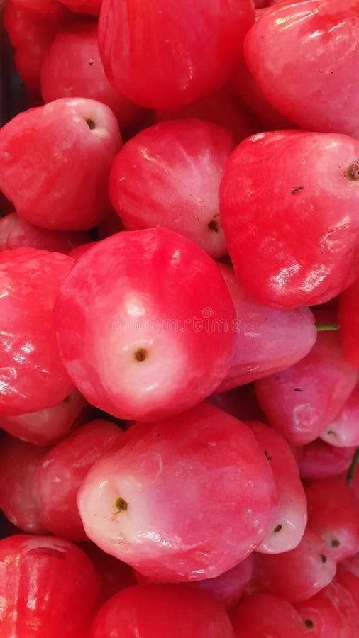 166 Tambis Fruit Stock Photos - Free & Royalty-Free Stock Photos from ...