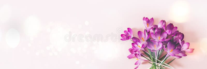 Layout from crocus flowers stock image. Image of flower - 208085179