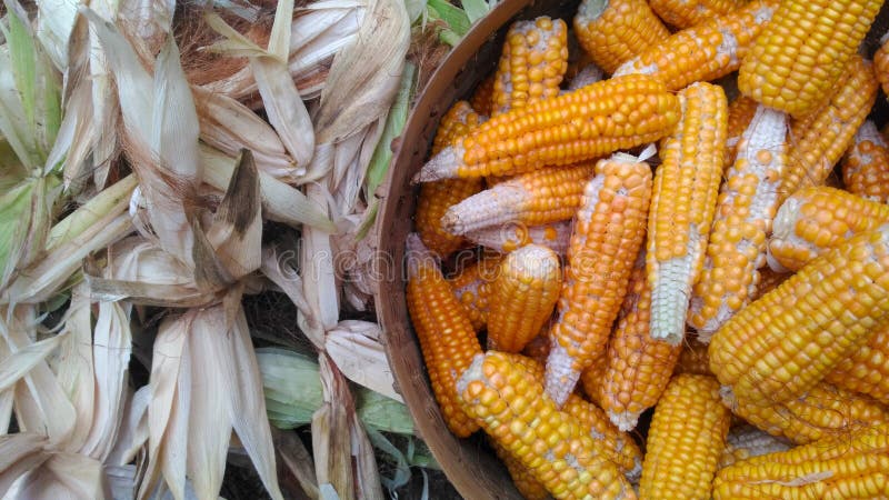 Layout De Milho E Suas Folhas Combinado Como Um Fundo Imagem de Stock ...