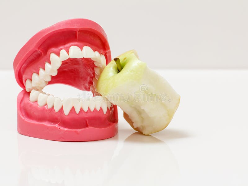 Layout of the Human Jaw and Apple Core beside it Stock Photo - Image of ...