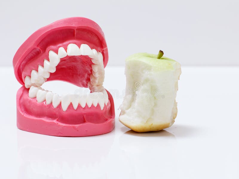 Human Core Anatomy Stock Photos - Free & Royalty-Free Stock Photos from ...