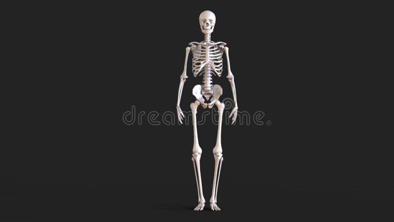 The Layout of the Human Skeleton on White Background. Stock Footage ...