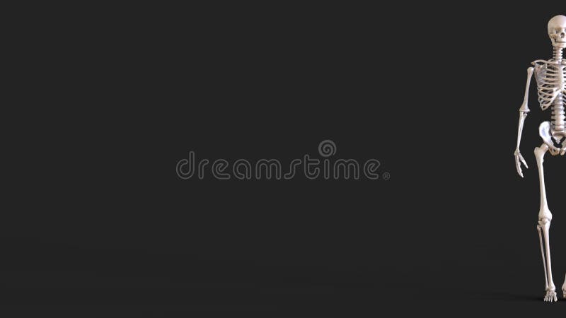 The Layout of the Human Skeleton on White Background. Stock Video ...