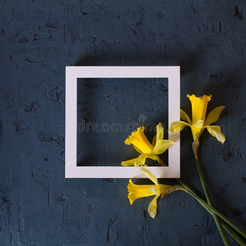 Layout Made of Daffodil Flowers and White Paper Card Note Frame. Mockup ...