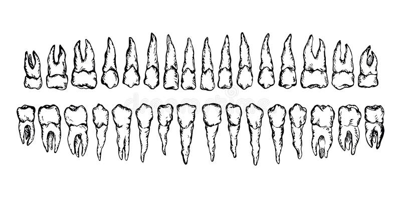 The Layout of the Teeth. Vector Drawing Stock Vector - Illustration of ...