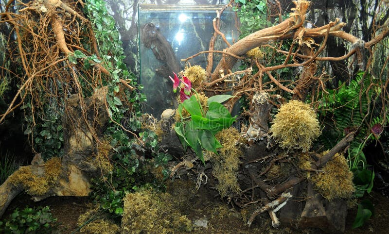 The Layout of the Terrarium Stock Image - Image of green, soil: 271087543